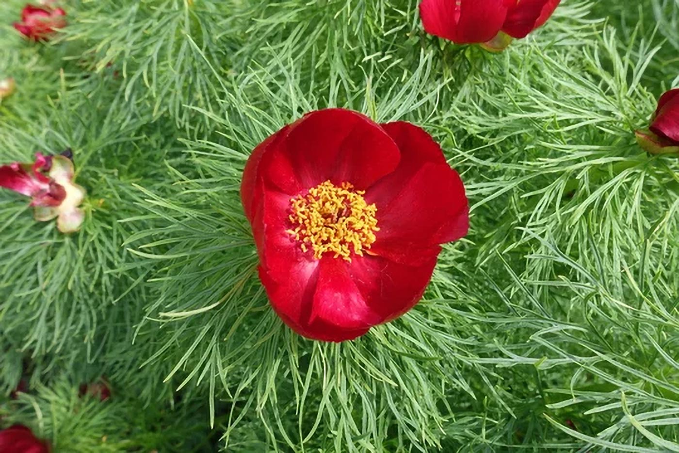 Piwonia delikatna (Paeonia tenuifolia) - WIOSNA 2025 | Gardenowa
