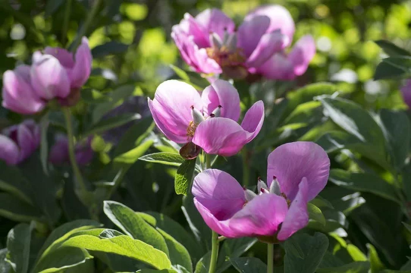 Piwonia krzewiasta (Paeonia suffruticosa) - WIOSNA 2025 | Gardenowa