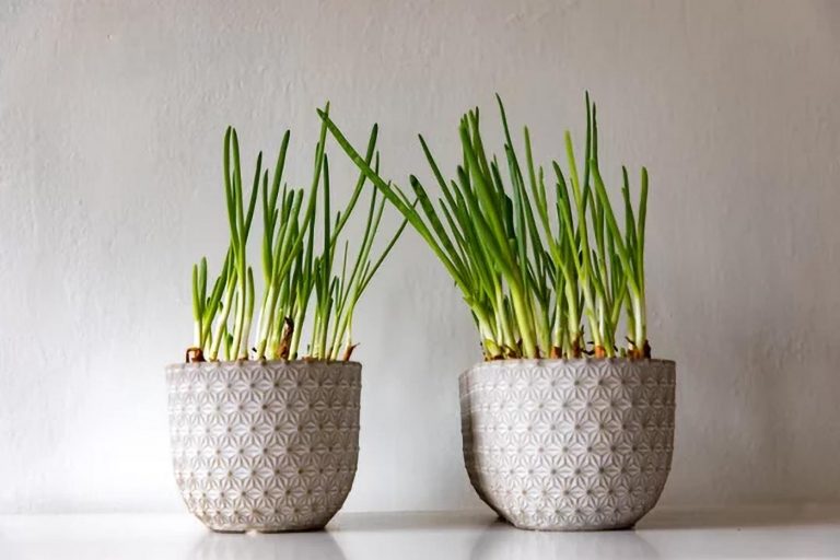 Jak sadzić cebulę w ogrodzie? Sadzenie cebuli 2026 | Gardenowa