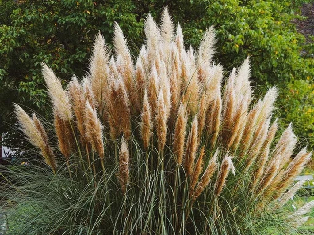 Trawy pampasowe do ogrodu - 4 odmiany na 2026 | Gardenowa