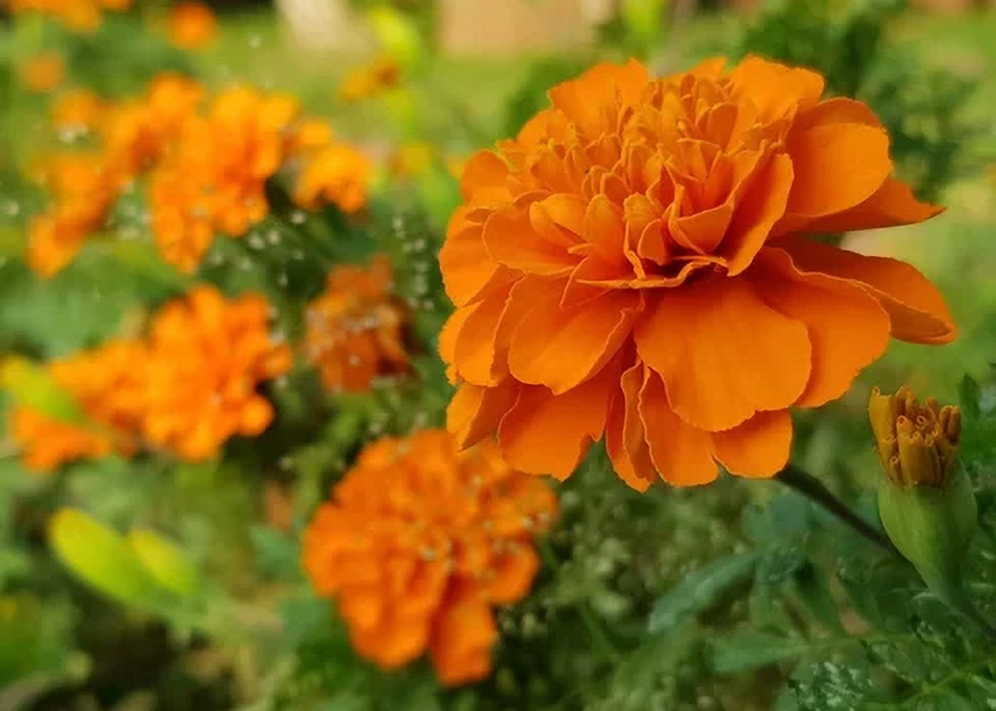 Aksamitka rozpierzchła (Tagetes patula) - WIOSNA 2023 | Gardenowa